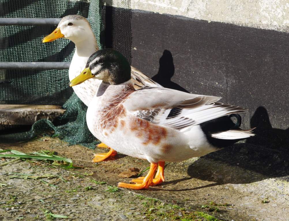 Appleyard | Ducks | Breed Information | Omlet