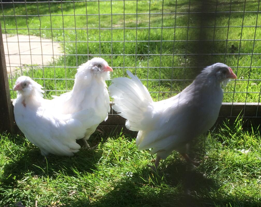 Barbu d'Anvers For Sale | Chickens | Breed Information | Omlet