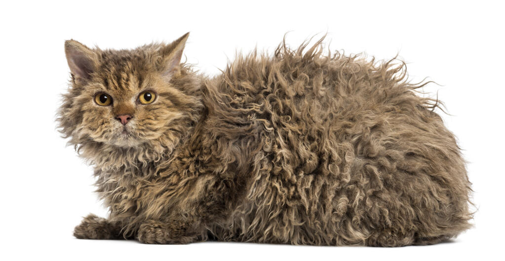Selkirk Rex | Cats | Breed Information | Omlet