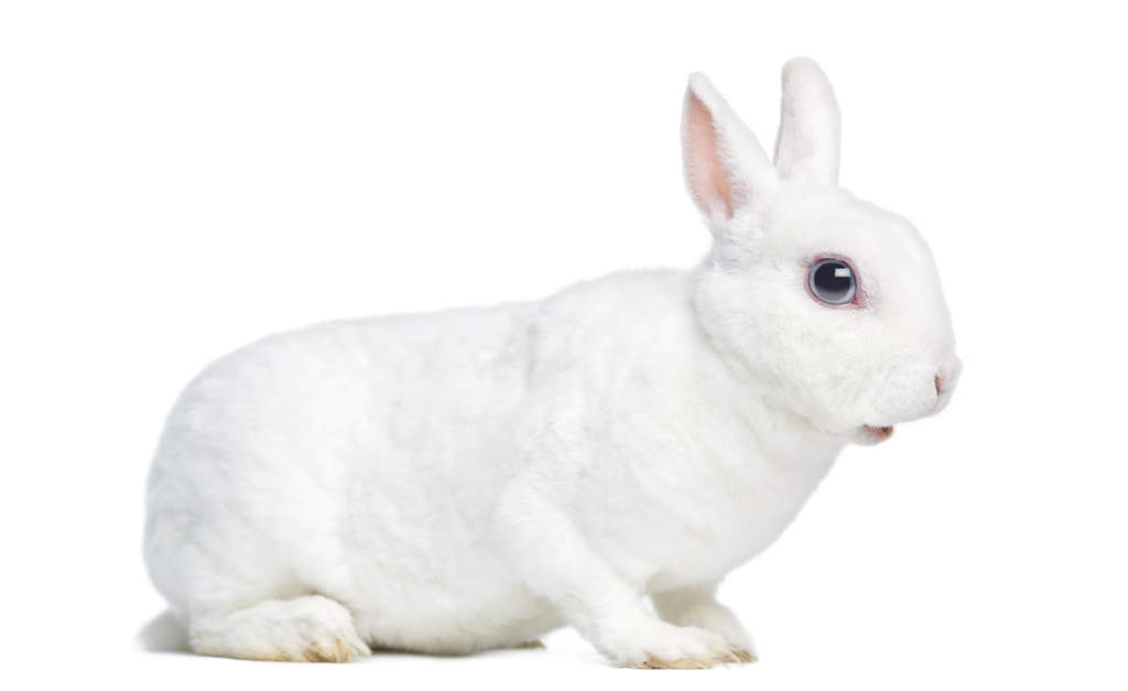 Rex For Sale | Rabbits | Breed Information | Omlet