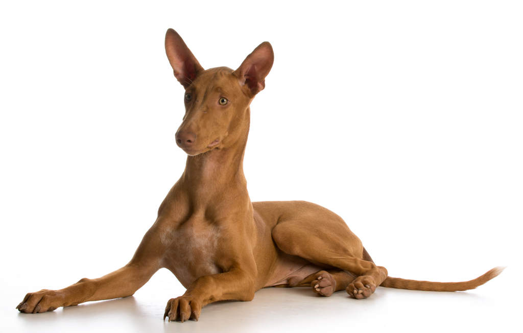 Pharaoh Hound | Dogs | Breed Information | Omlet