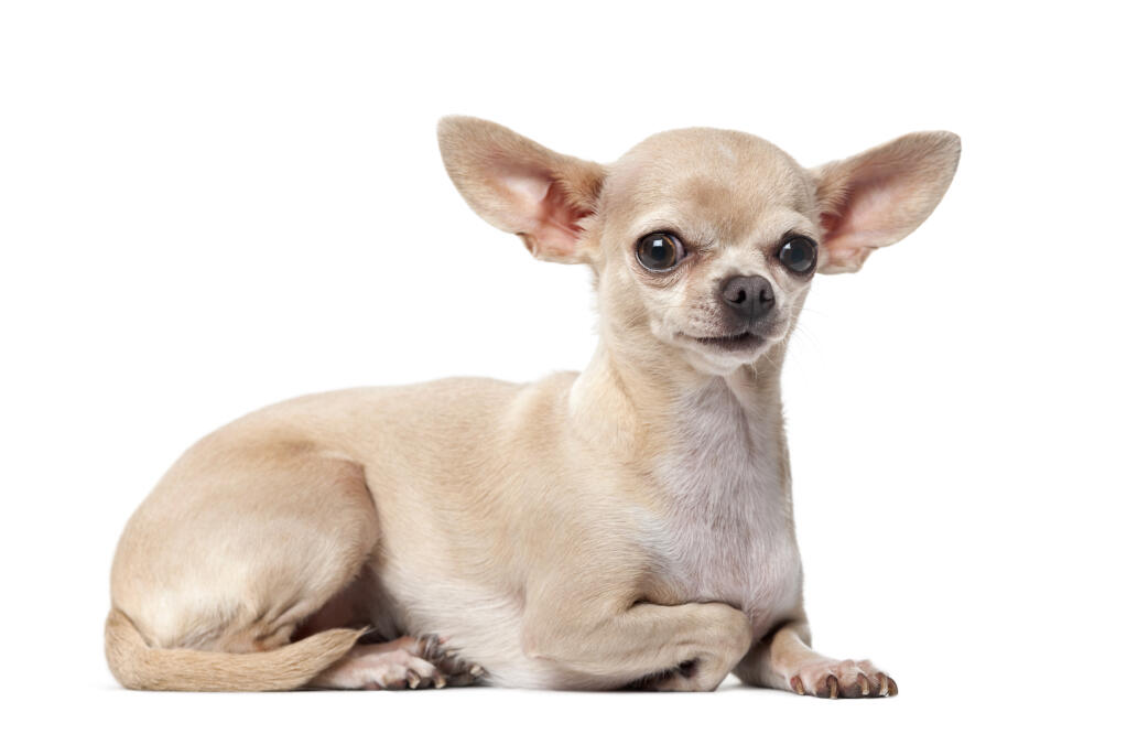 Chihuahua | Dogs | Breed Information | Omlet