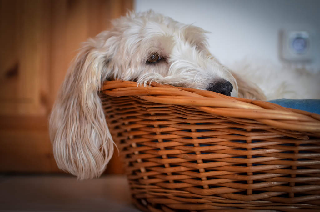 Basset Griffon Vendeen (Petit) Dogs | Dog Breeds