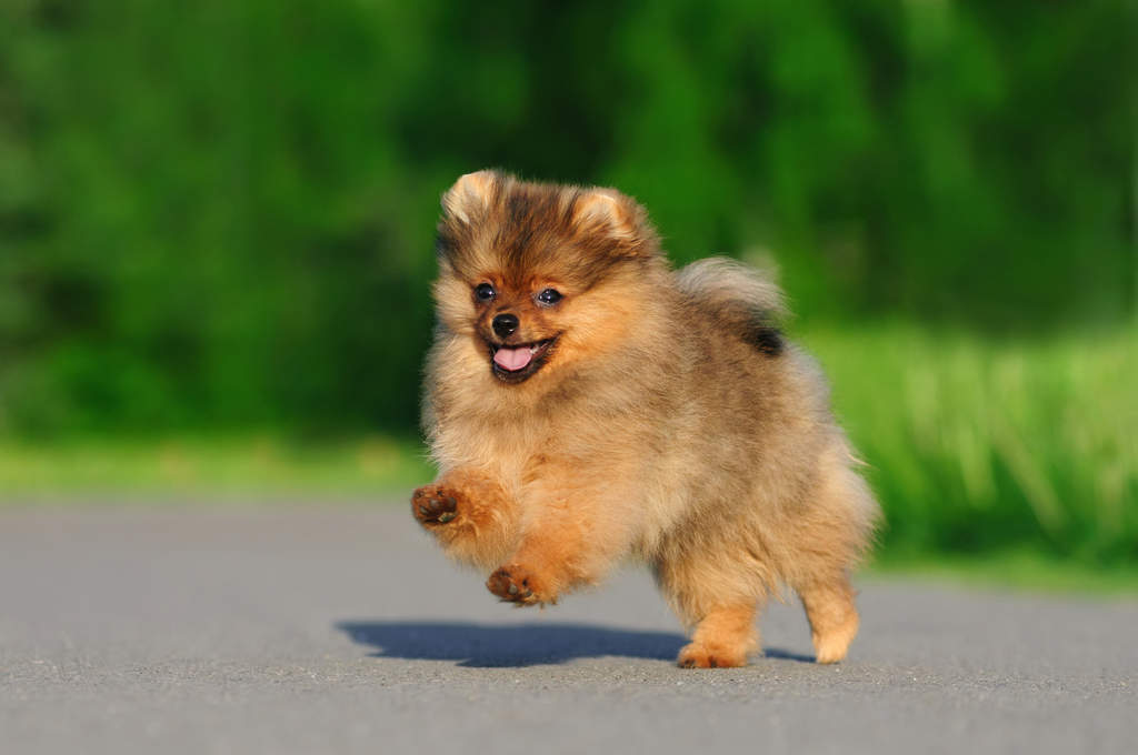 Pomeranian | Dogs | Breed Information | Omlet