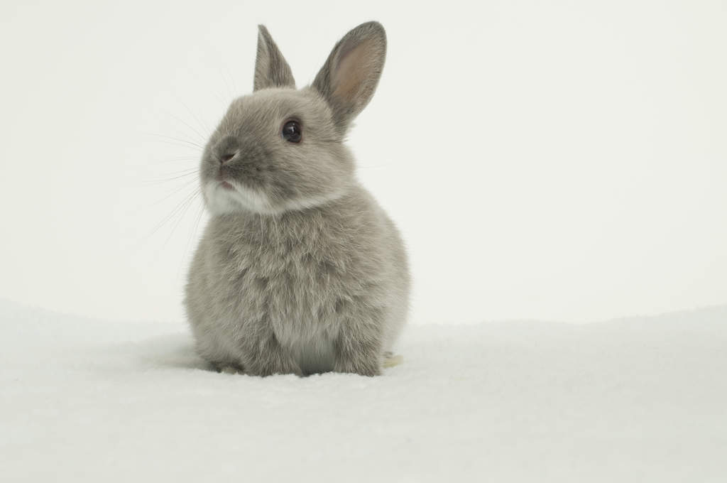 Netherland Dwarf Rabbits | Netherland Dwarf For Sale
