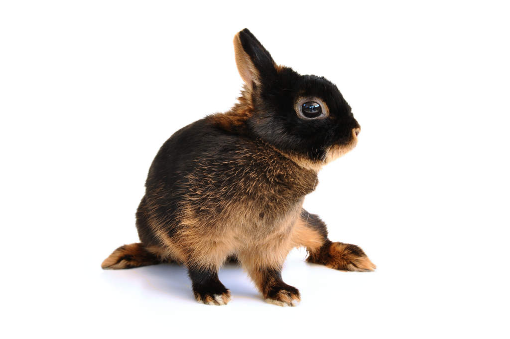 Tan For Sale | Rabbits | Breed Information | Omlet