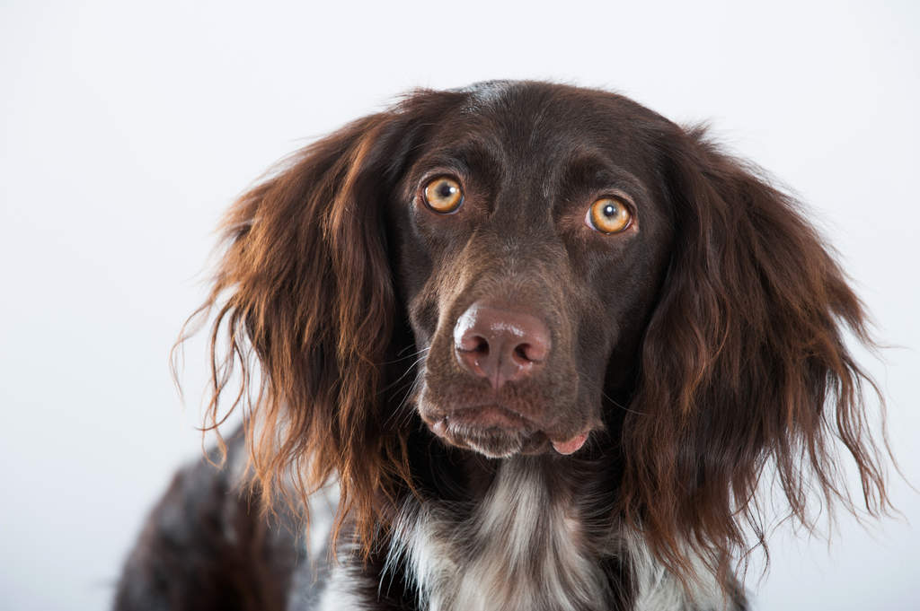 Small Munsterlander | Dogs | Breed Information | Omlet