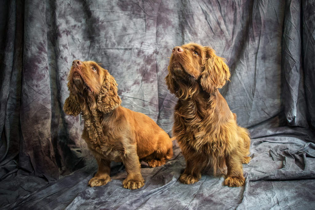 Sussex Spaniel Dogs | Dog Breeds