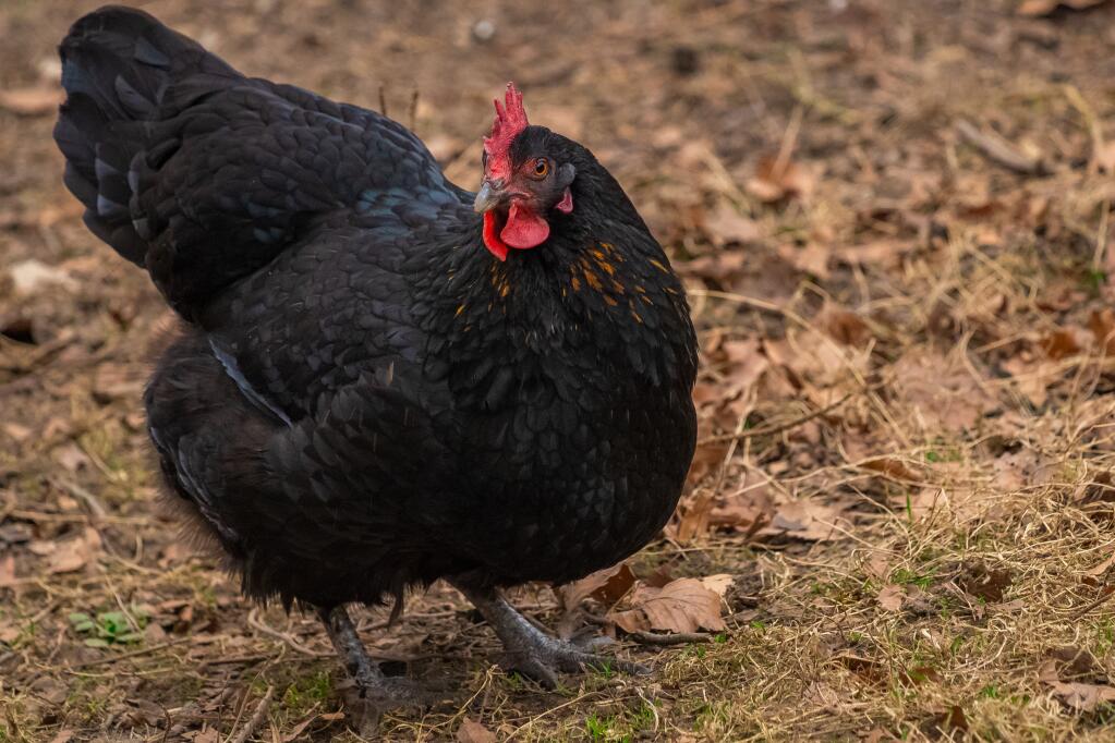 Australorps Chickens | Australorps For Sale | Chicken Breeds