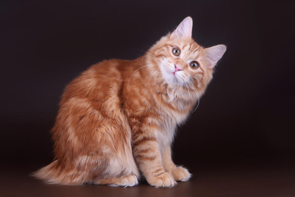 Kurilian Bobtail Cats