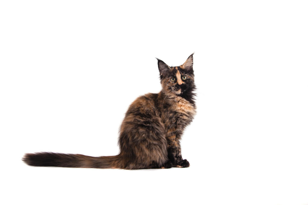 Maine Coon Cats | Cat Breeds