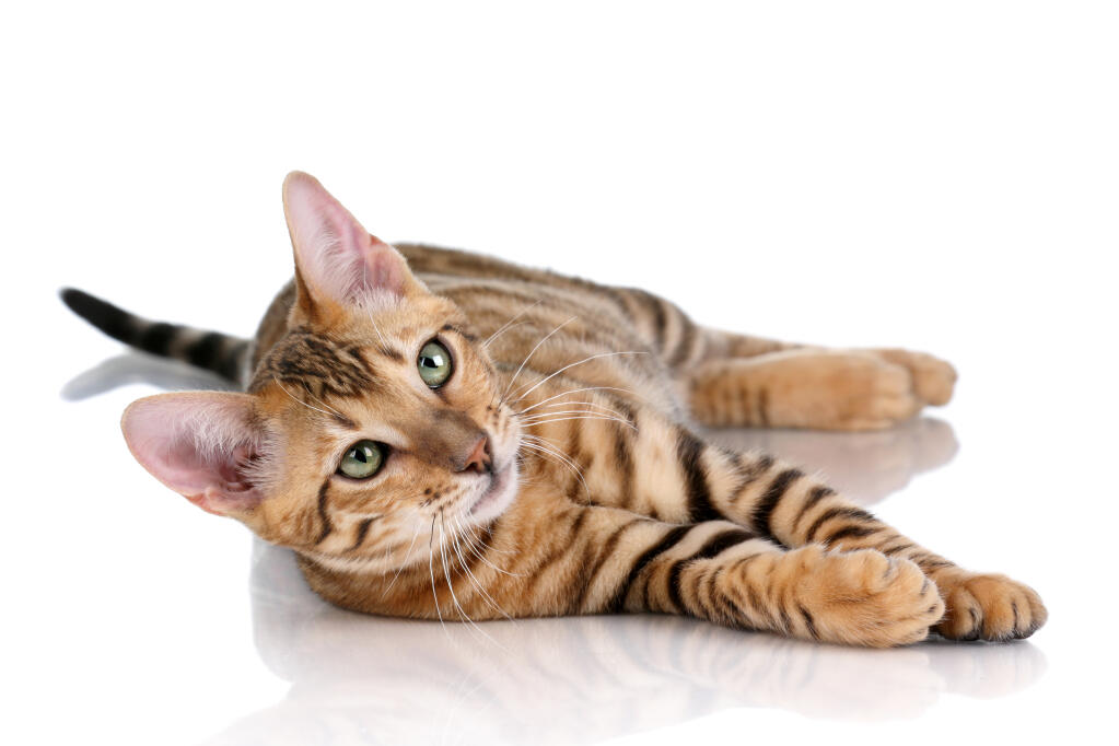 Toyger Cats