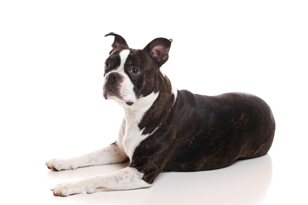 Boston Terrier Dogs