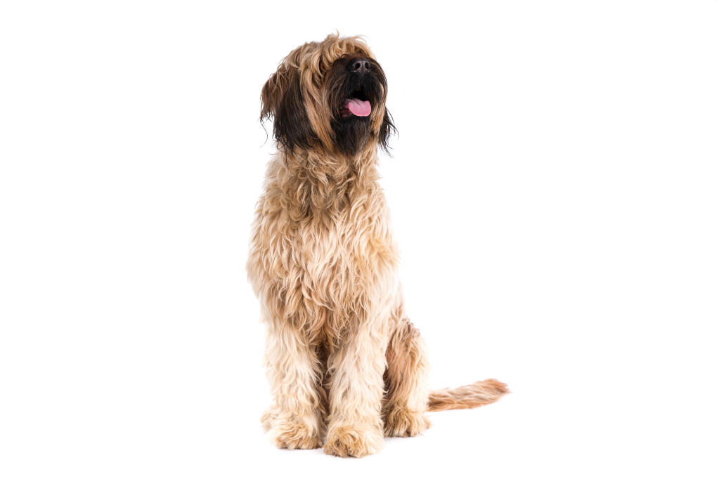 Briard | Dogs | Breed Information | Omlet