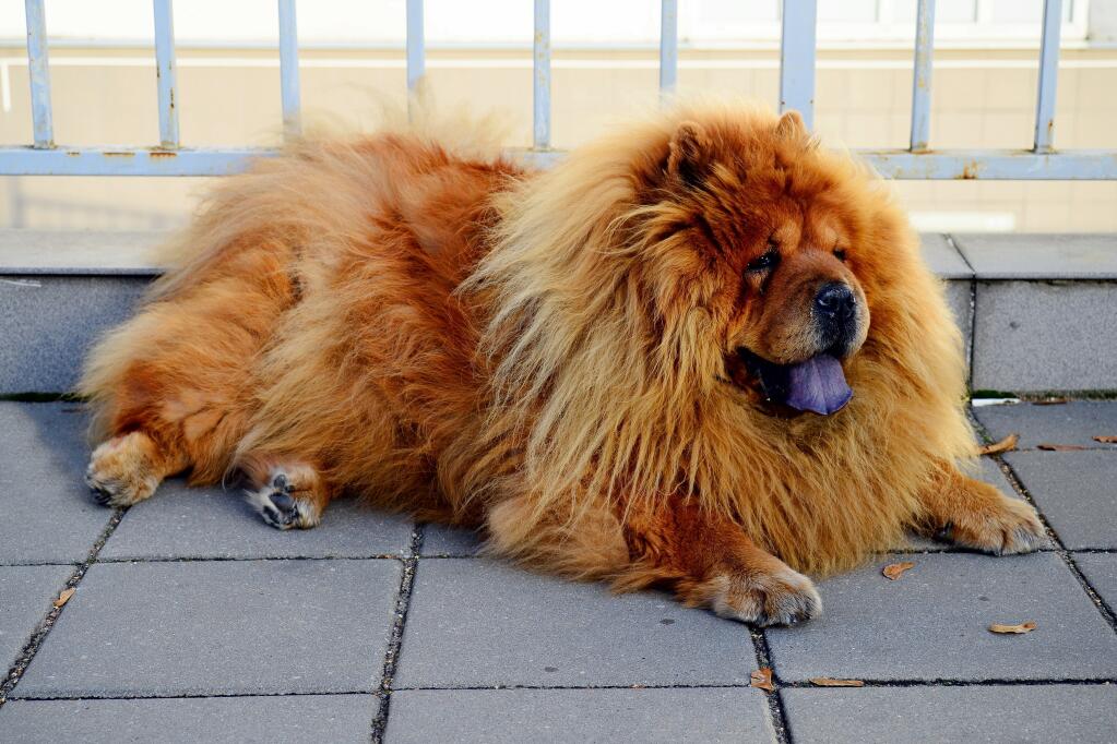 Chow Chow Dogs