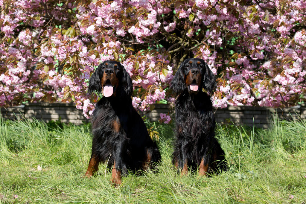 gordon setter