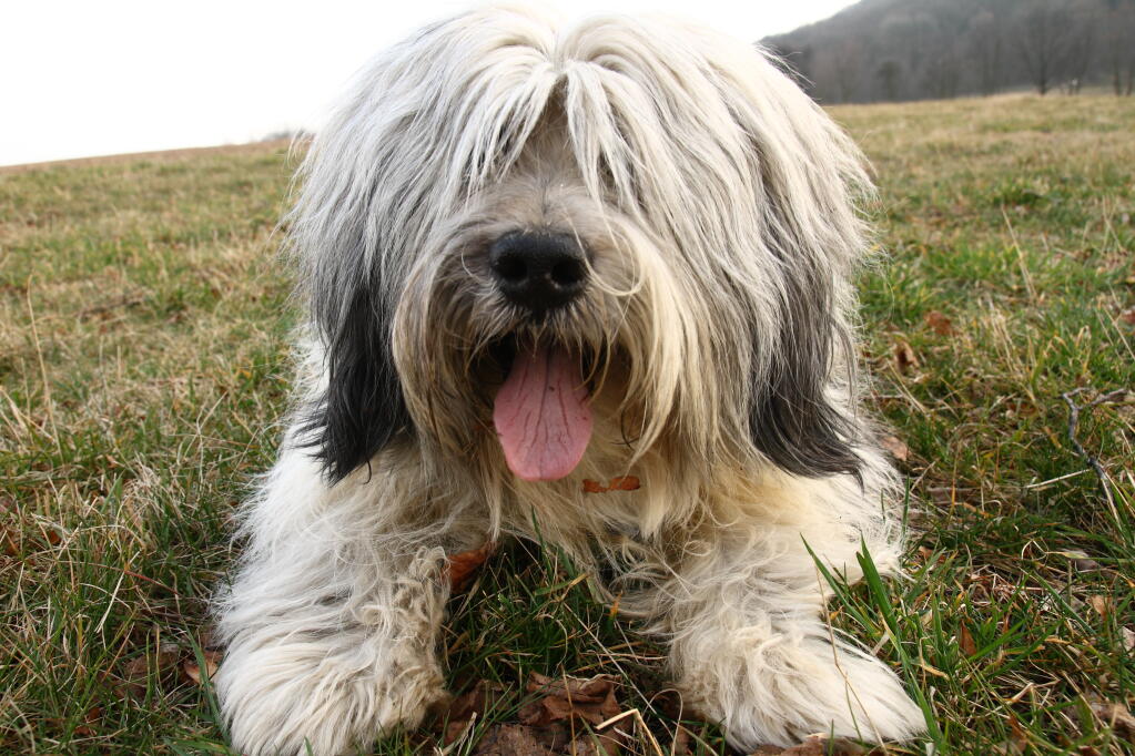 Polish Lowland Sheepdog