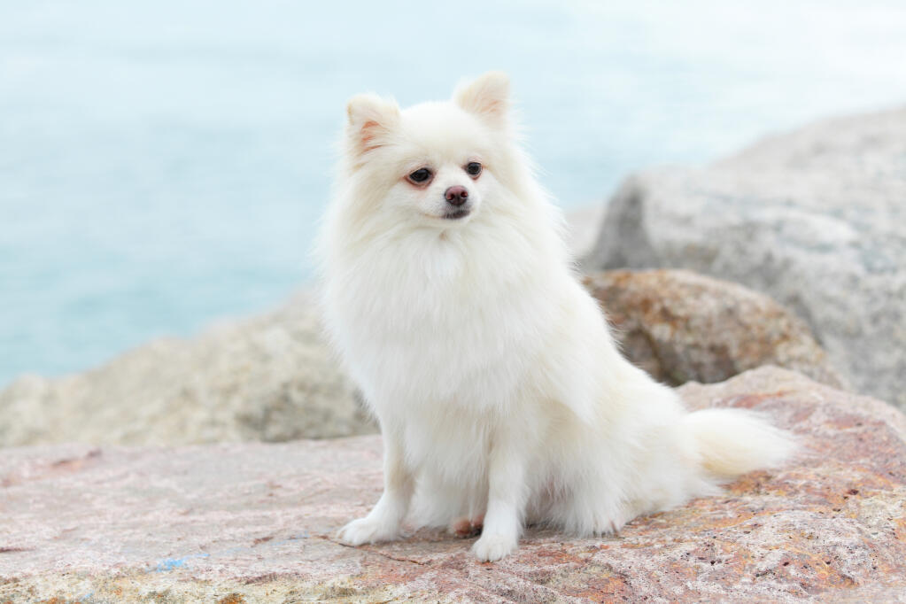 Pomeranian | Dogs | Breed Information | Omlet