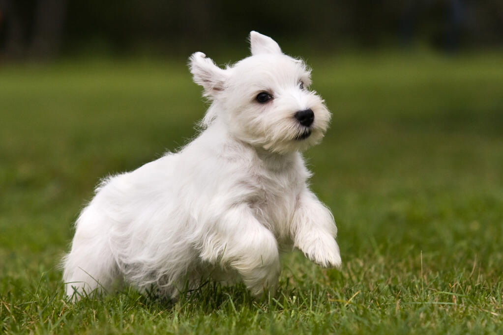white terrier small