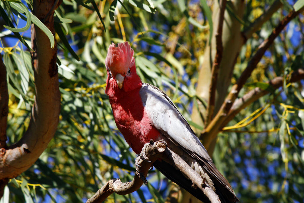 Galah | Parrots | Breed Information | Omlet