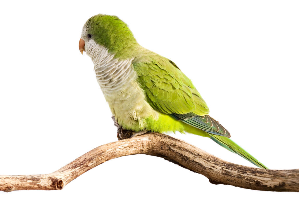 Monk Parakeet | Parrot Breeds