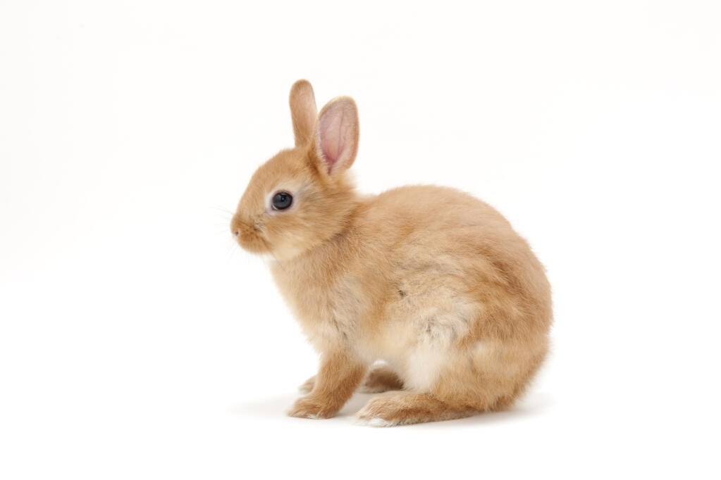 Netherland Dwarf Rabbits | Netherland Dwarf For Sale