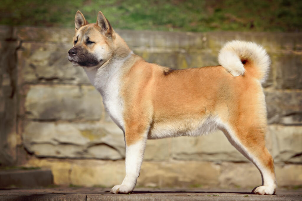 Akita | Dogs | Breed Information | Omlet