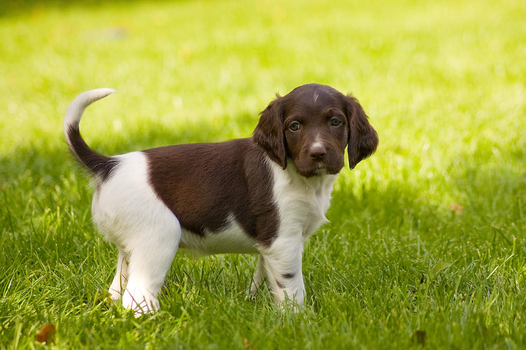 Small Munsterlander | Dogs | Breed Information | Omlet