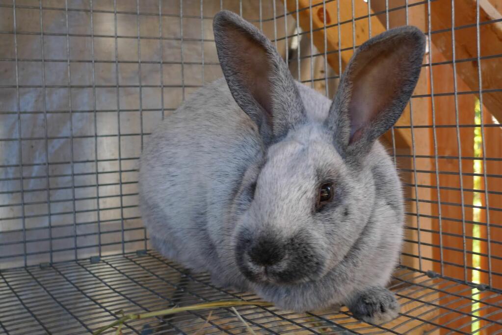 Champagne Dargent Rabbits