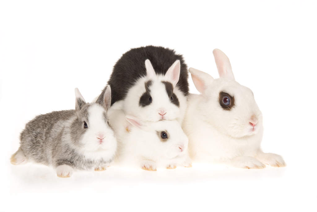 Blanc de Hotot Rabbits | Blanc de Hotot For Sale | Rabbit Breeds