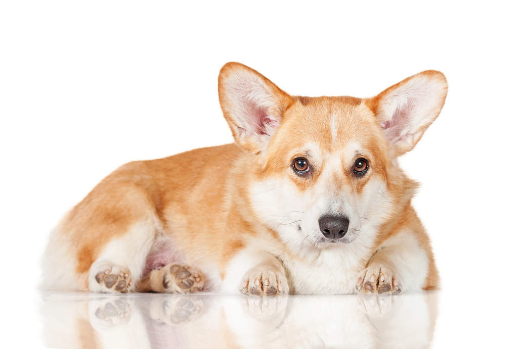 Pembroke Welsh Corgi Dogs