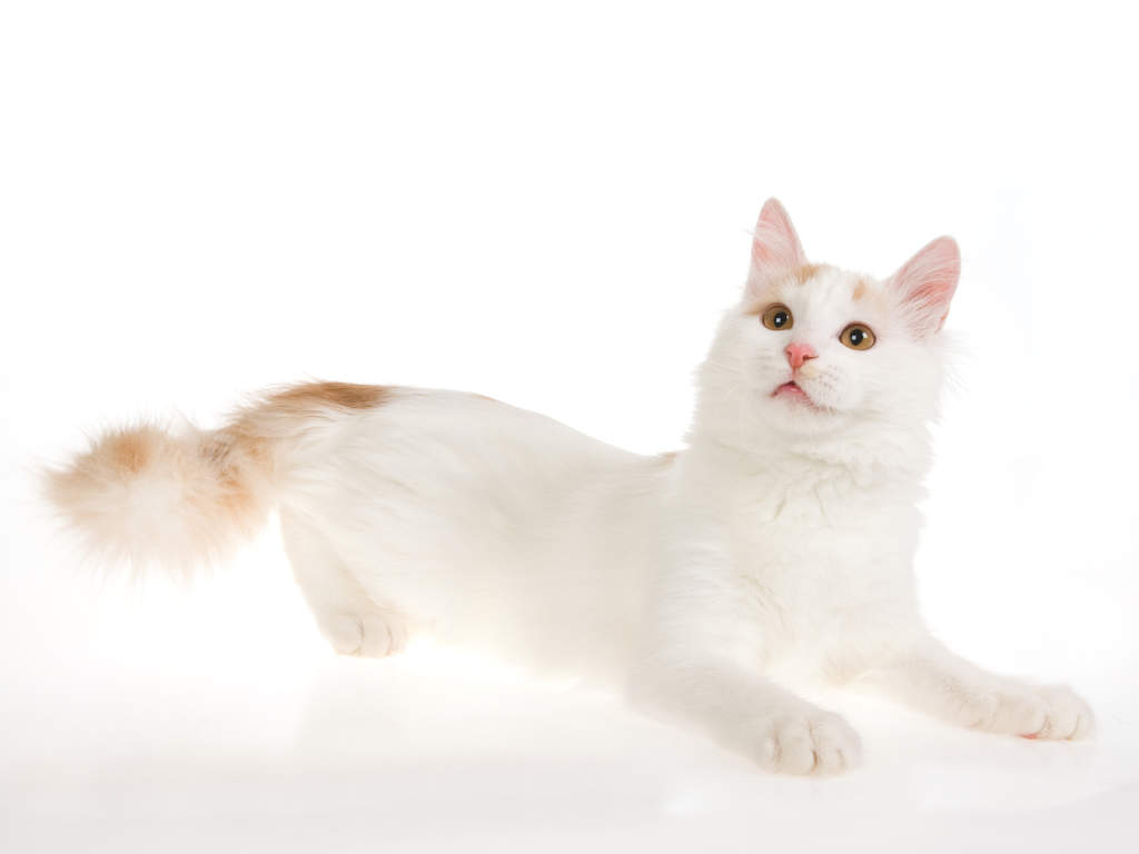 Calico Turkish Angora Cat