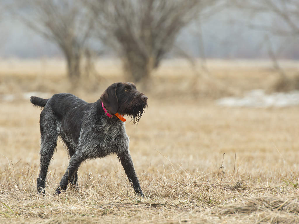 German Wirehaired Pointer Dogs