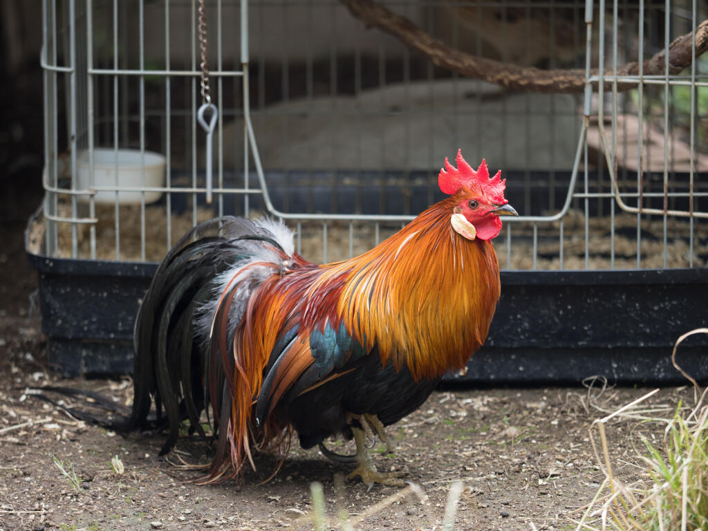 Ohiki Chickens | Ohiki For Sale | Chicken Breeds