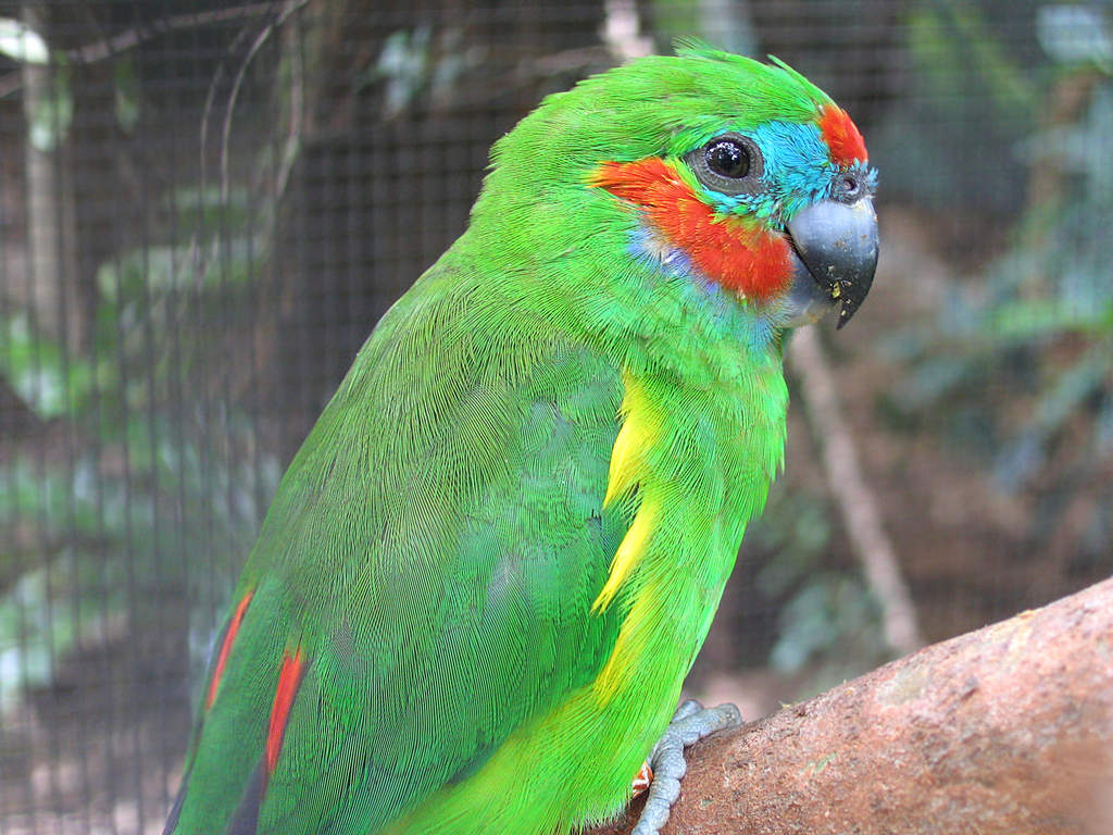 Double Eyed Fig Parrot | Parrots | Breed Information | Omlet
