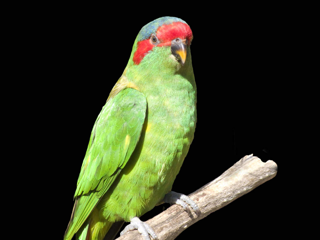 Musk Lorikeet | Parrot Breeds
