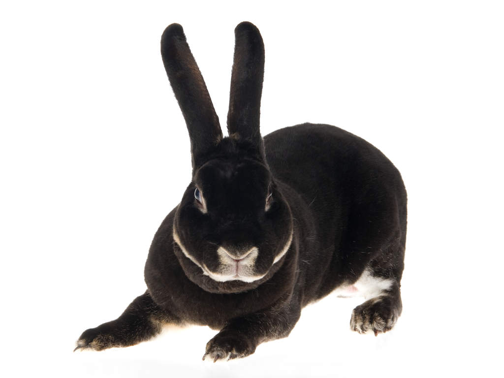 Rex For Sale | Rabbits | Breed Information | Omlet