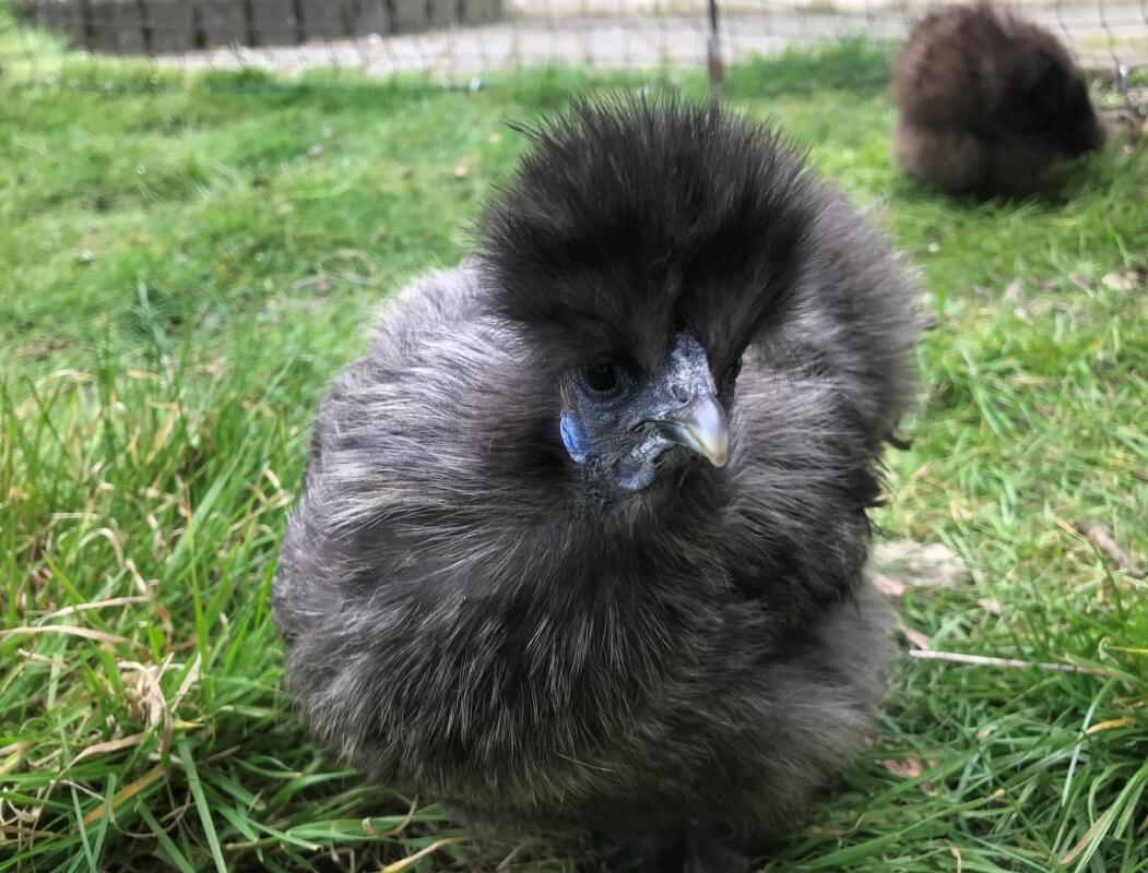 Silkie For Sale | Chickens | Breed Information | Omlet