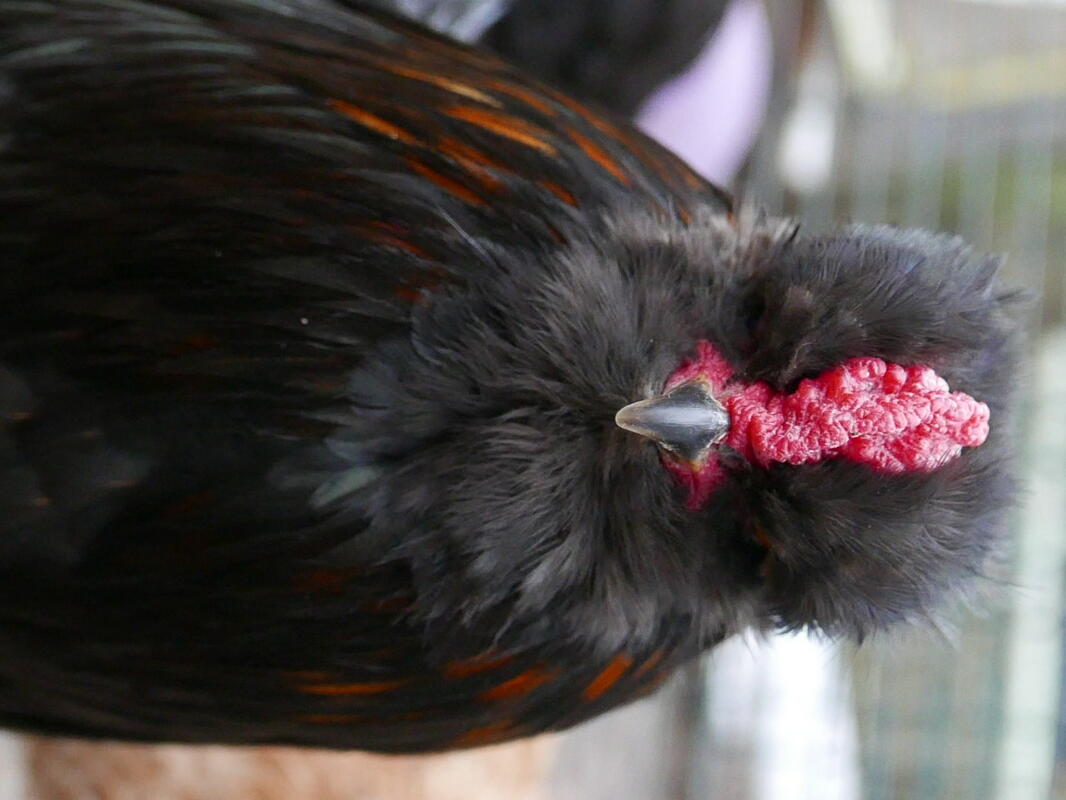 Araucana For Sale | Chickens | Breed Information | Omlet