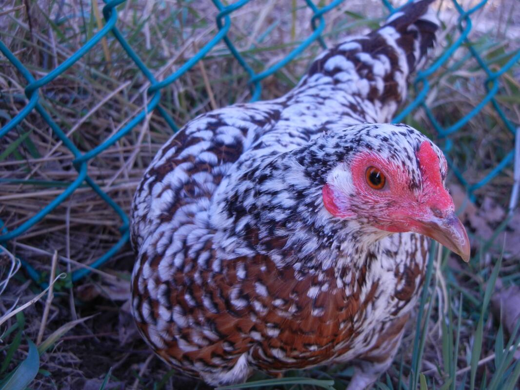 Asil For Sale | Chickens | Breed Information | Omlet