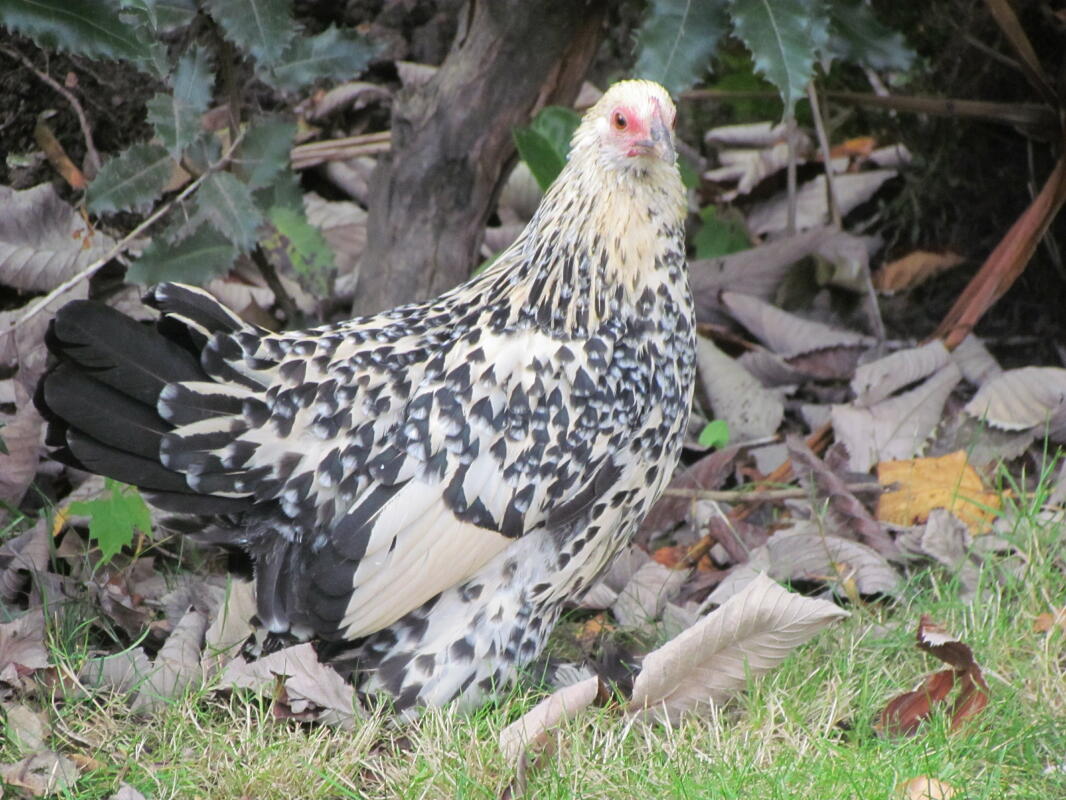 Booted Bantam For Sale | Chickens | Breed Information | Omlet