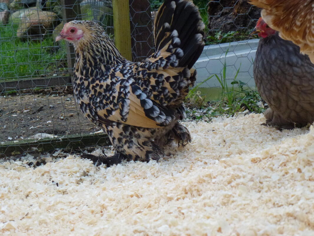 Booted Bantam For Sale | Chickens | Breed Information | Omlet