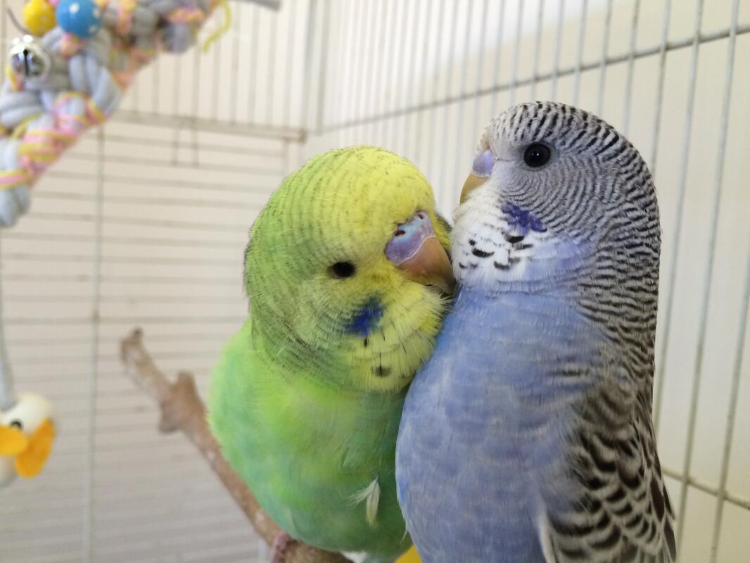 Parakeet Keeping | Parakeets | Guide | Omlet US