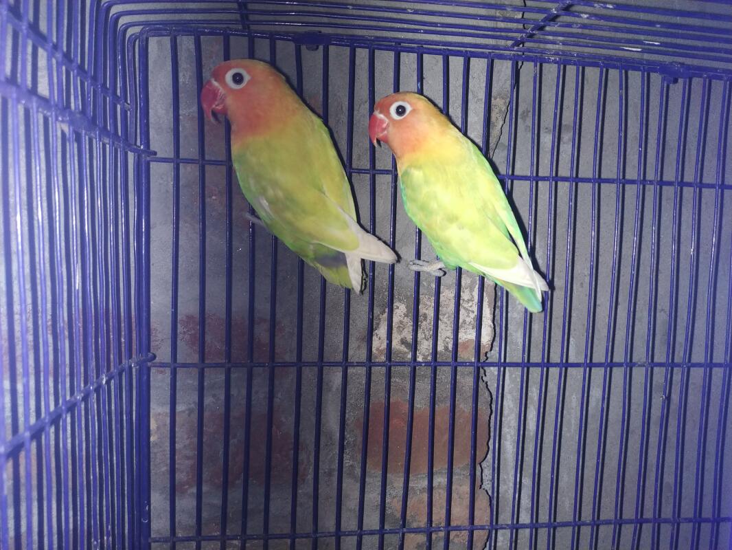 Parakeet Color Types | Varieties and Types | Parakeets | Guide | Omlet US