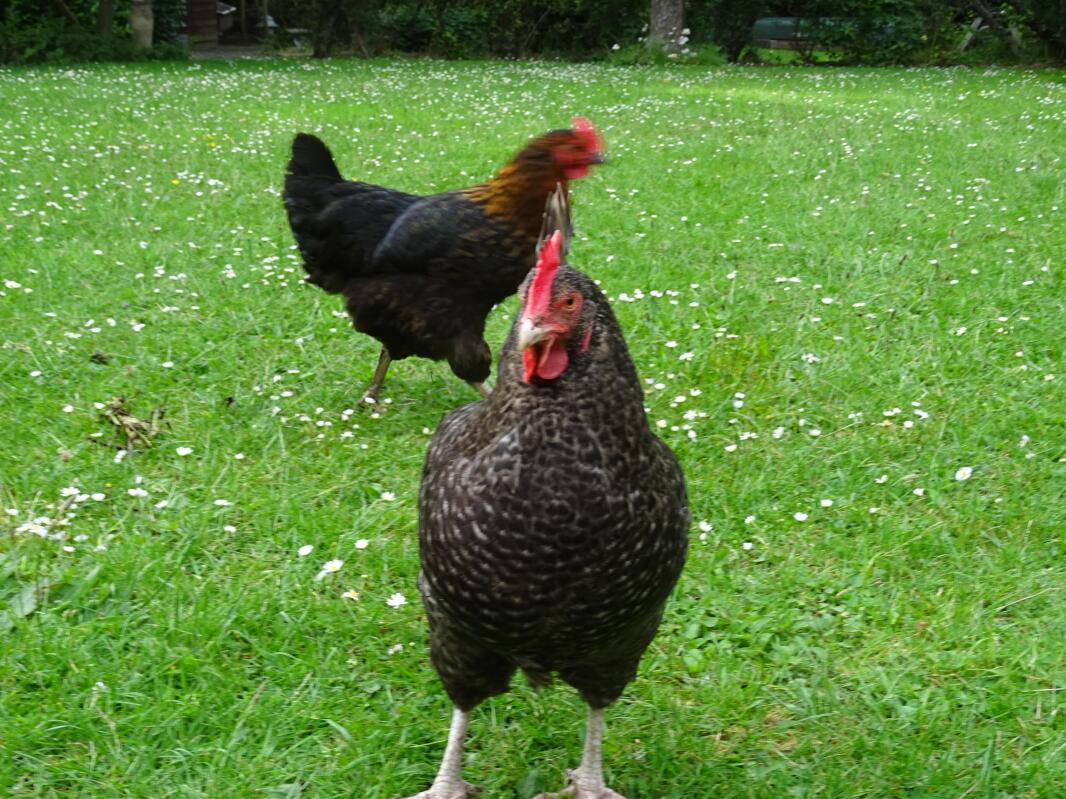 Chickens | Guide | Omlet US