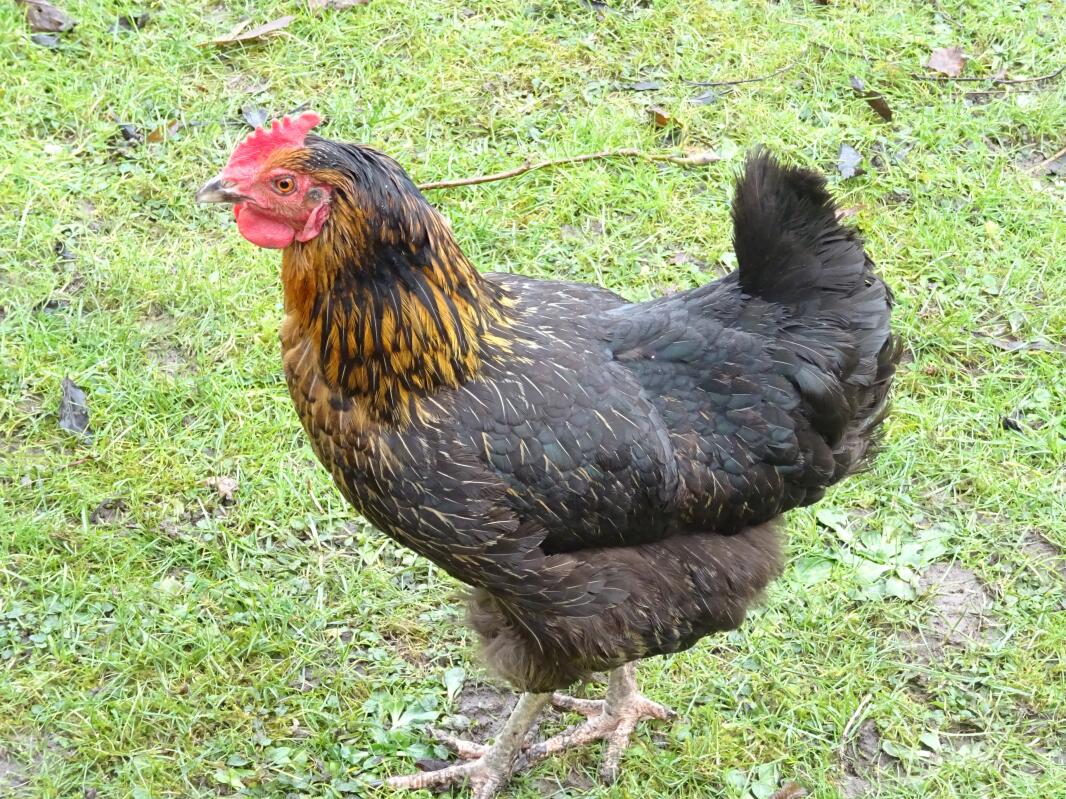 Chickens | Guide | Omlet US