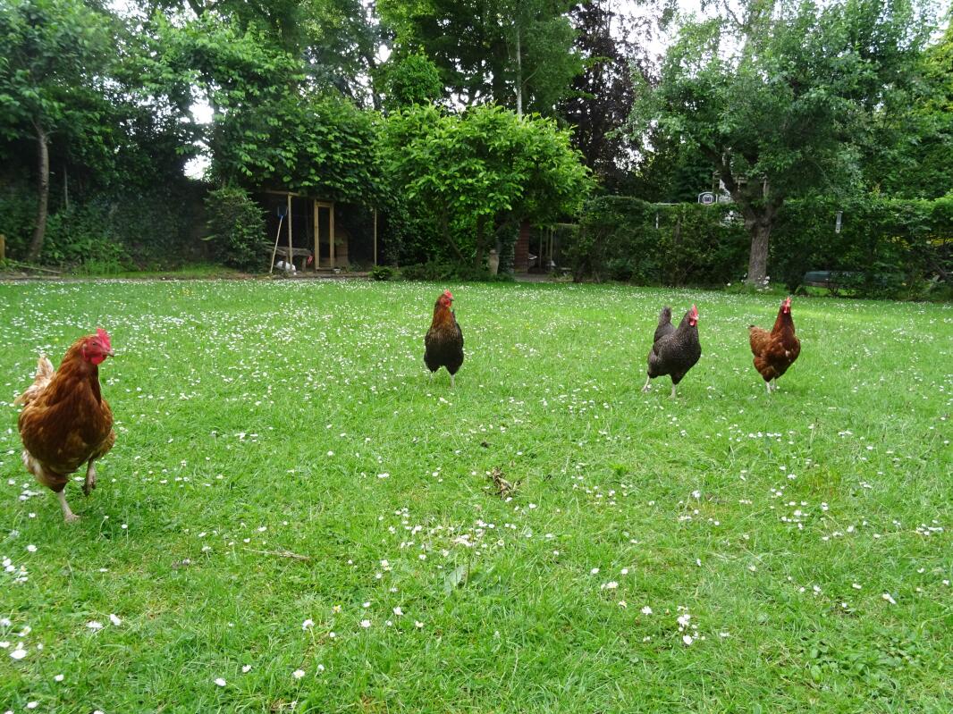 Chickens | Guide | Omlet US