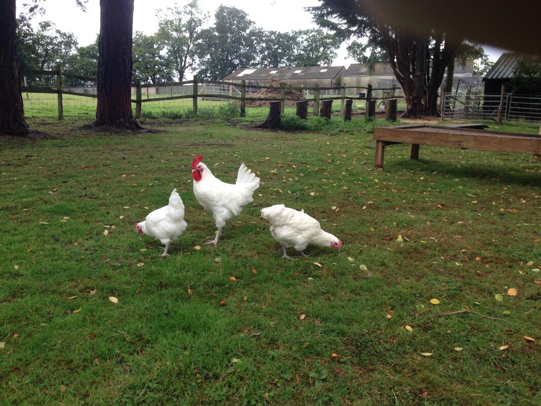 From Summer to Fall | The Seasons | Chickens | Guide | Omlet US
