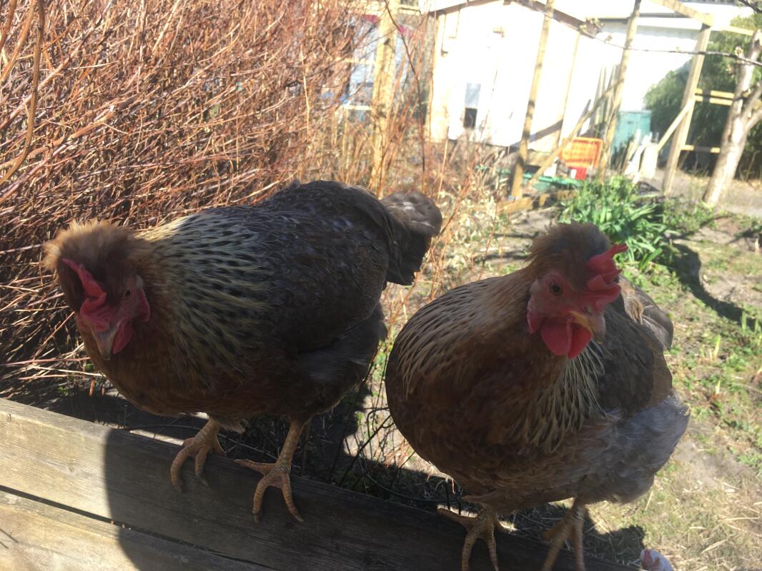 Cream Legbar For Sale | Chickens | Breed Information | Omlet