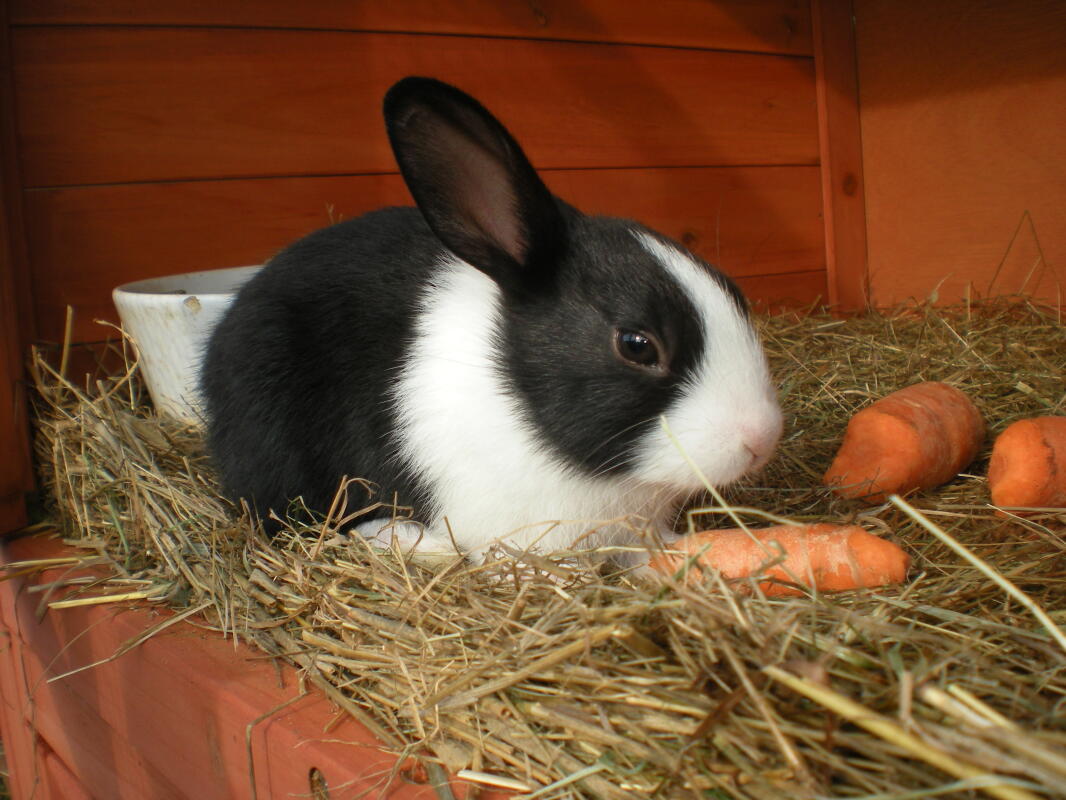 Dutch For Sale | Rabbits | Breed Information | Omlet